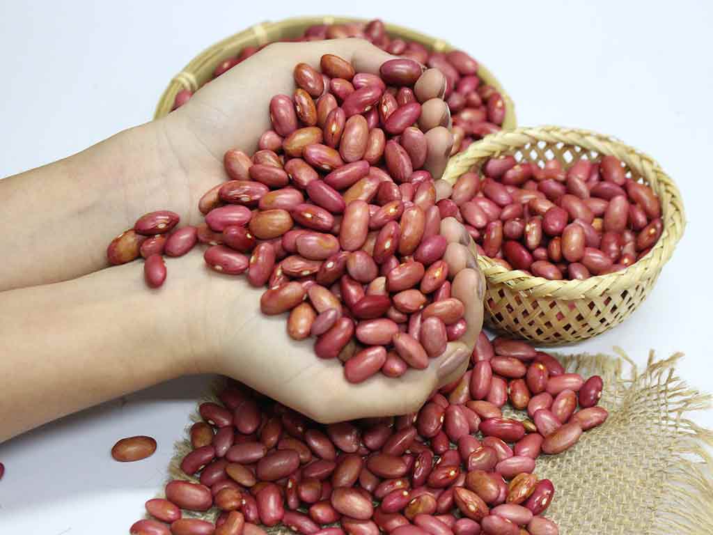 Đậu đỏ Đà Lạt | Farm 24h