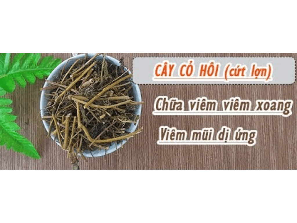 Cây Cứt Lợn | Farm 24h