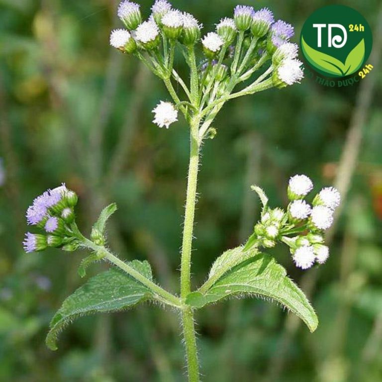 Cây Cứt Lợn | Farm 24h